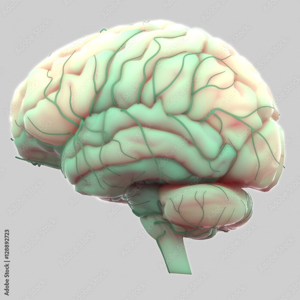 Human Brain with Nerves Anatomy Stock Illustration | Adobe Stock