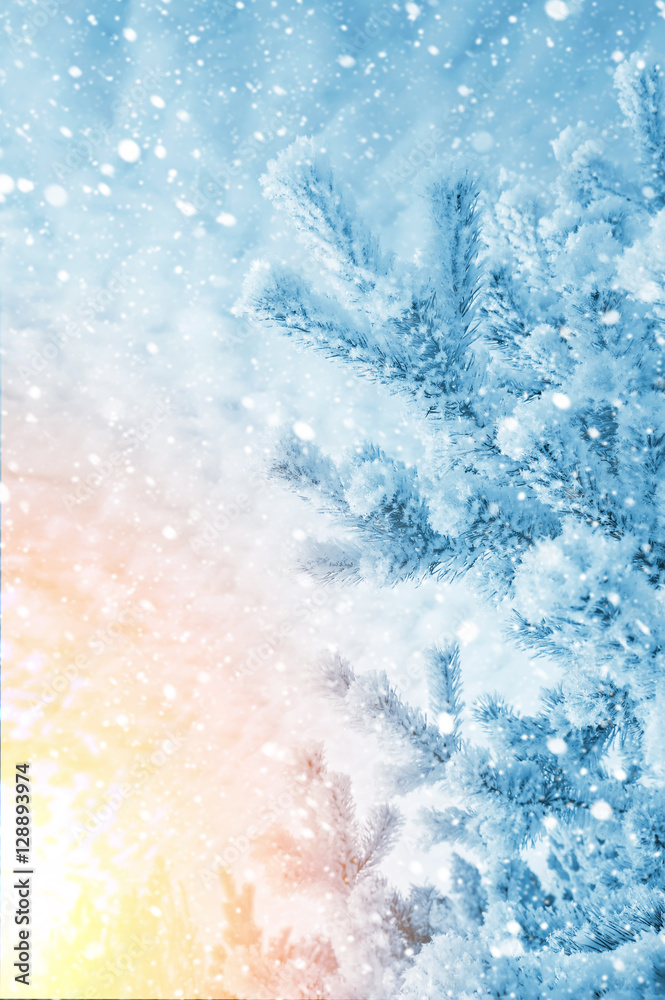 Winter bright background. Pine in the frost on the background of the ...