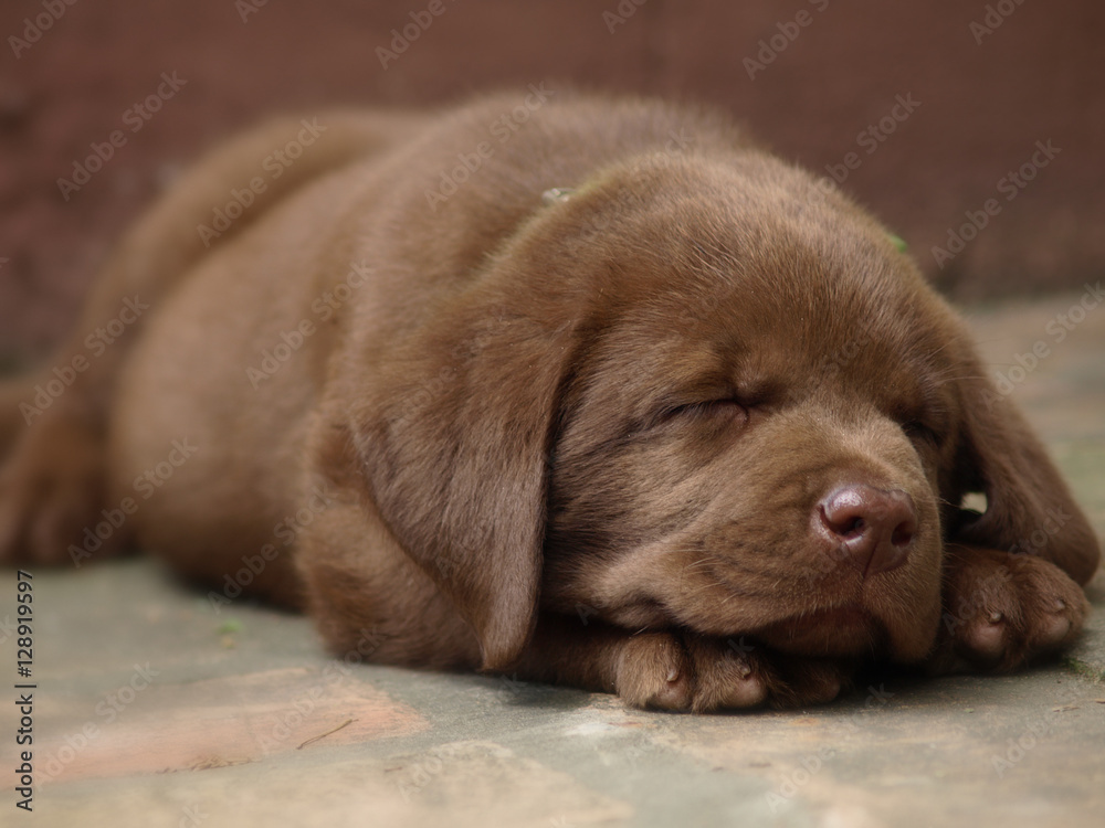 Sleeping chocolate lab puppy Stock Photo | Adobe Stock