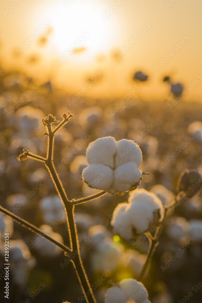 Cotton field background ready for harvest under a golden sunset macro ...