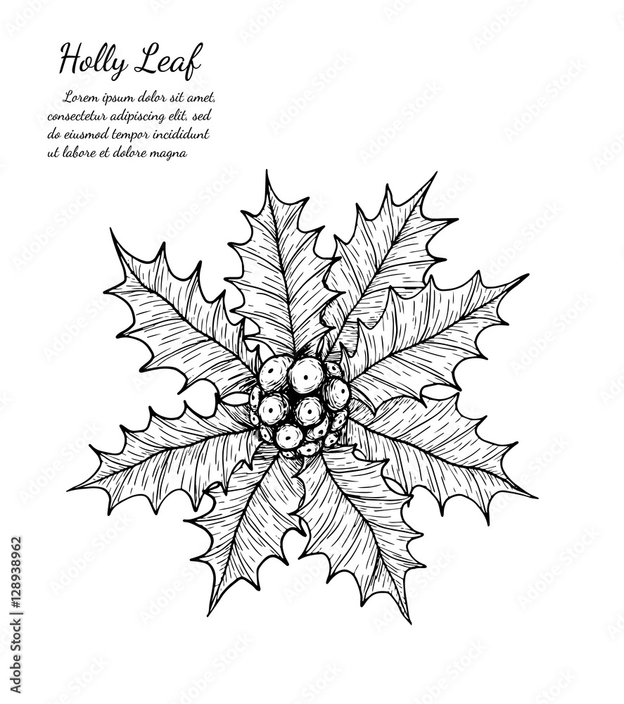 Holly Plant Drawing