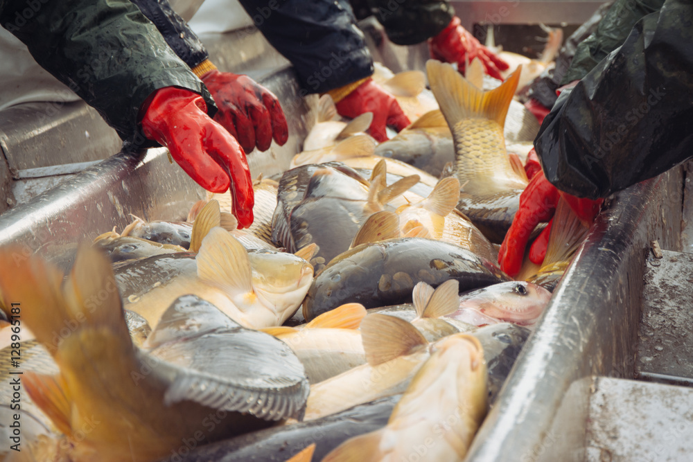 Catch biomass and manual sorting of fish Stock Photo | Adobe Stock