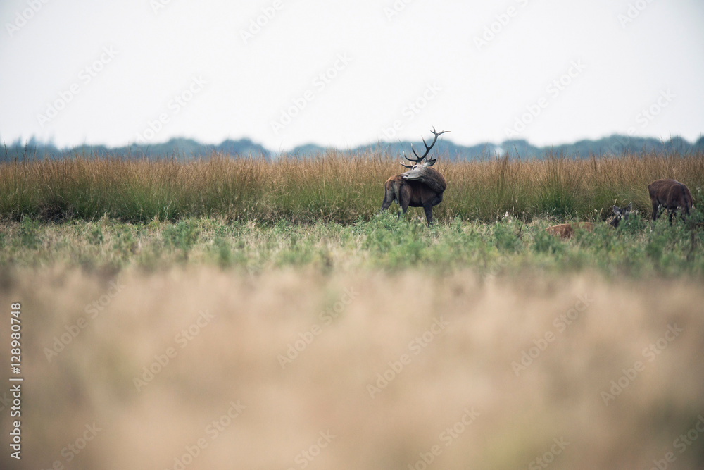 Red deer stag standing in field scratching his thigh. National p Stock ...