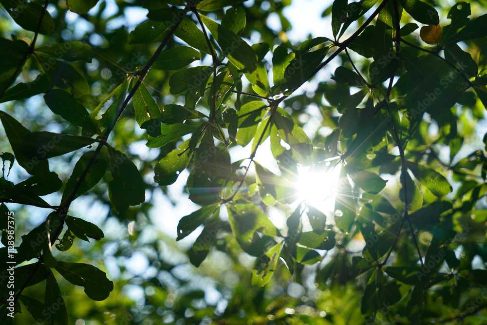 tree sunshine Stock Photo | Adobe Stock