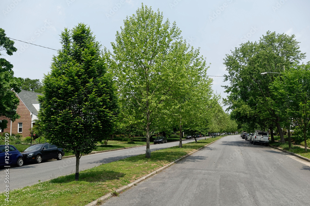 Residential neighborhood homes, median strip, trees, and street. Focus ...