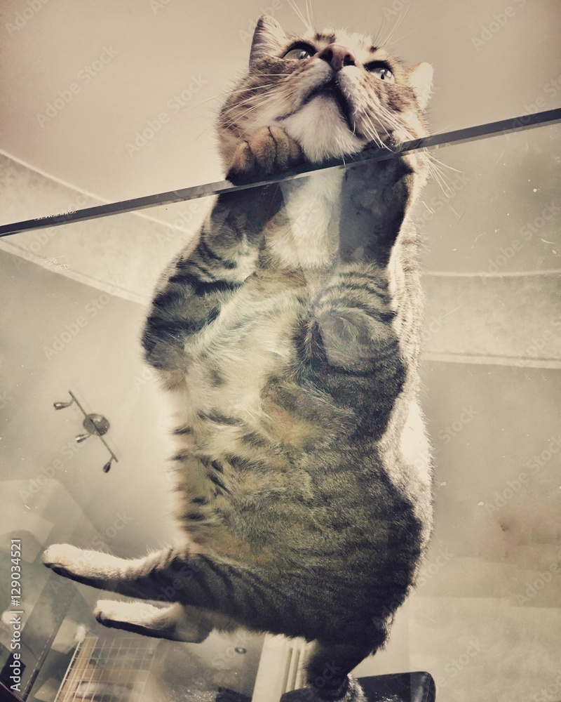 cat on glass table Stock Photo | Adobe Stock