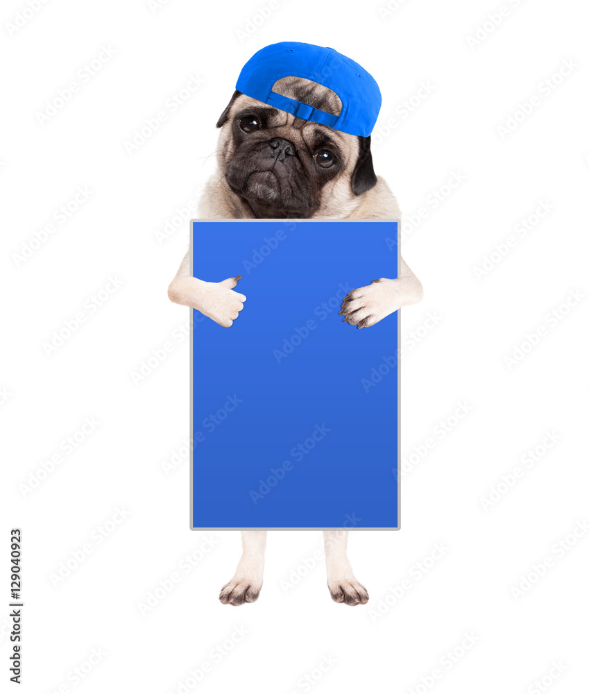 cute pug puppy dog with cap, standing up holding blank blue sign and ...