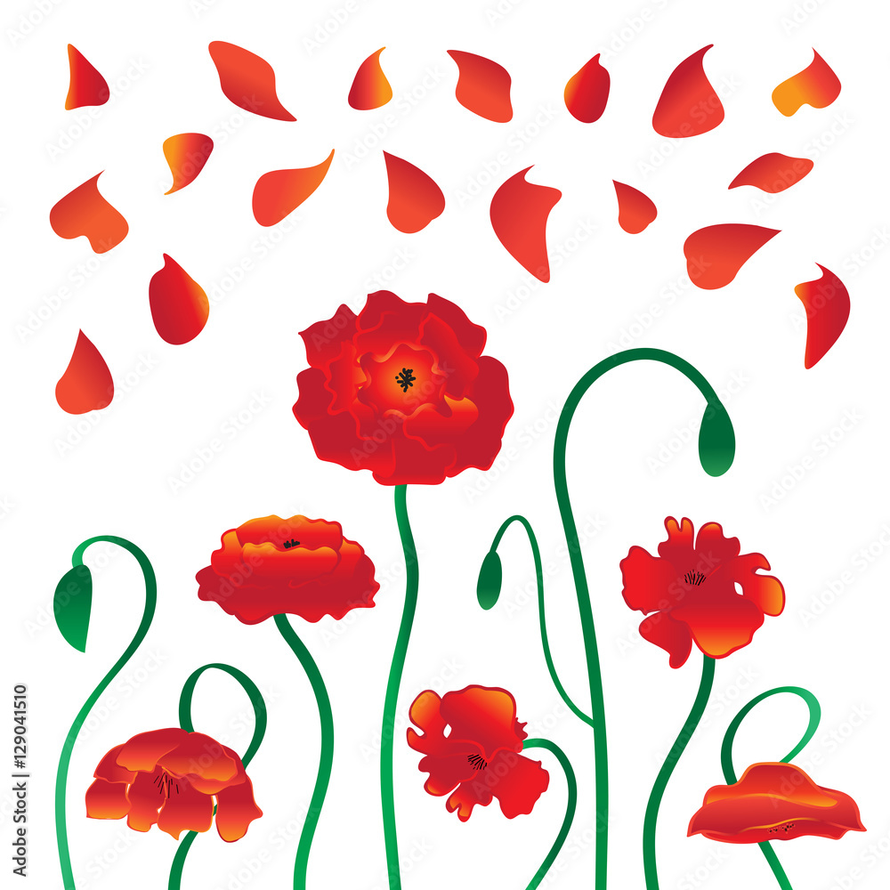 Red poppy flowers with falling petals on white background Stock Vector ...