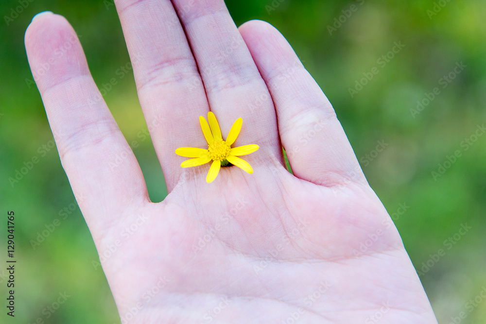 Yellow flower between fingers of the hand. Hygiene and hand care ...