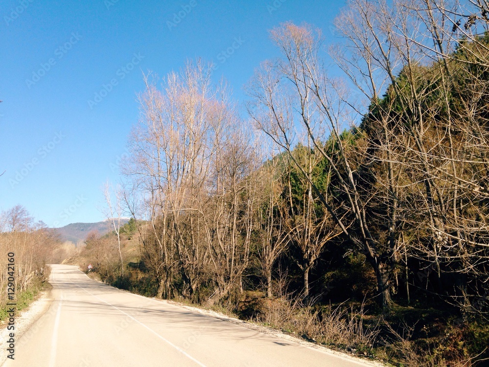 Trees near a road Stock Photo | Adobe Stock