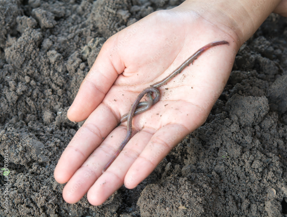 worms in hand and soil nature Stock Photo | Adobe Stock