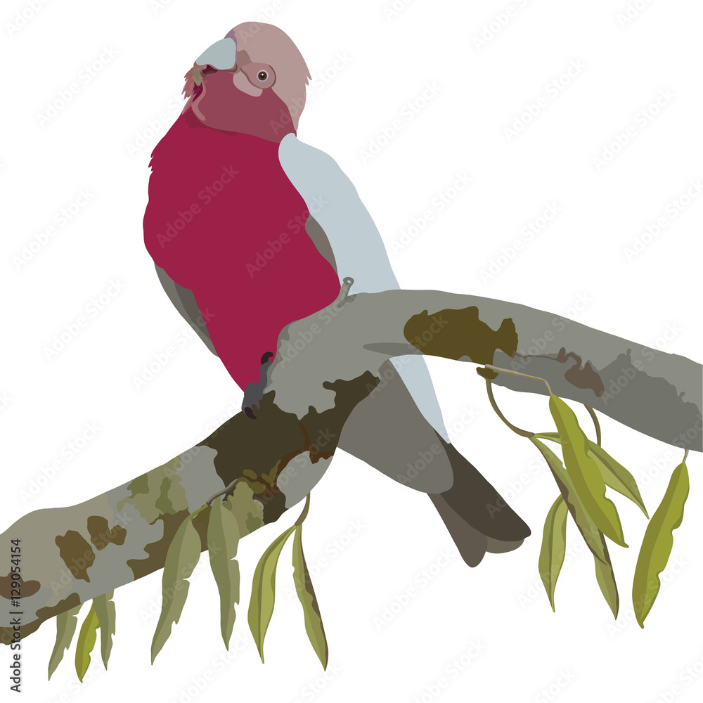 Realistic Galah Vector Illustration Stock Vector | Adobe Stock