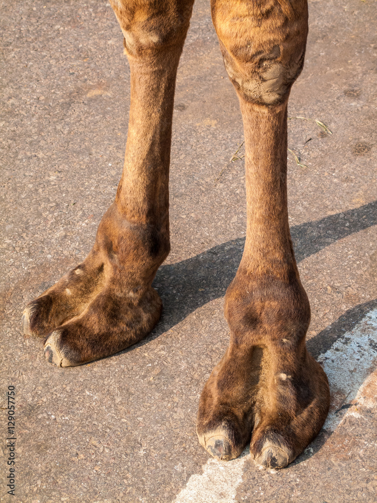 Camels Hooves
