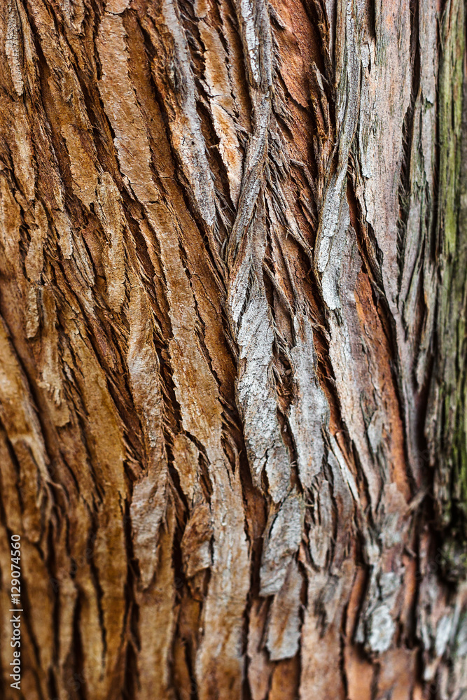 Brown Bark Texture