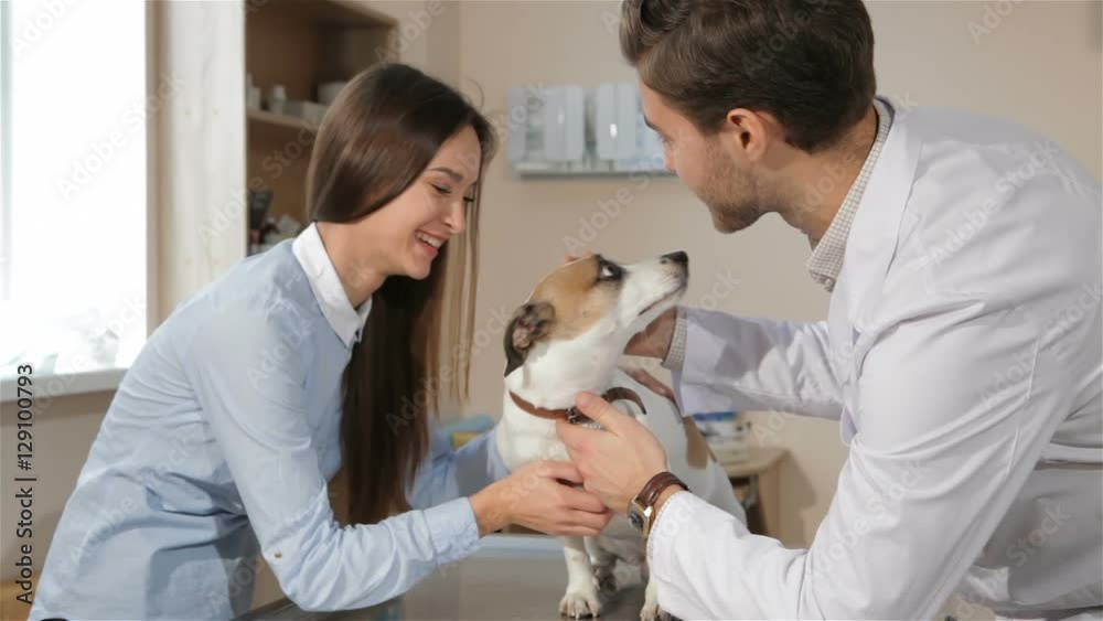 Male veterinarian checking up dog's teeth. Brunette man in white coat ...