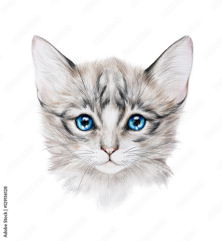 Pencil drawing of a grey kitten Stock Illustration | Adobe Stock