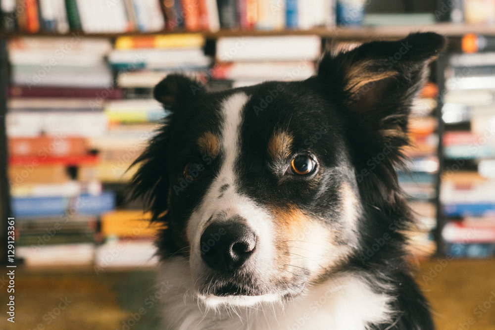 Smart Border Collie Stock Photo | Adobe Stock