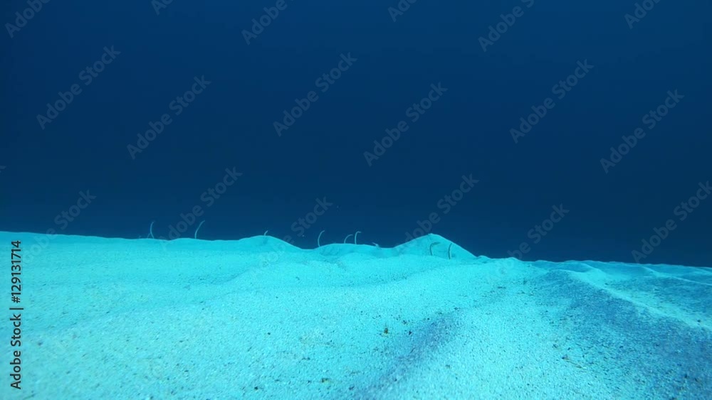 fish Sulfur Damsel (Pomacentrus sulfureus) swims over the shallow coral ...