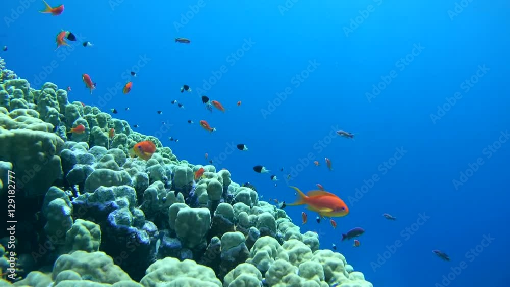 school of fish Sea goldie (Pseudanthias squamipinnis) and Bicolor ...