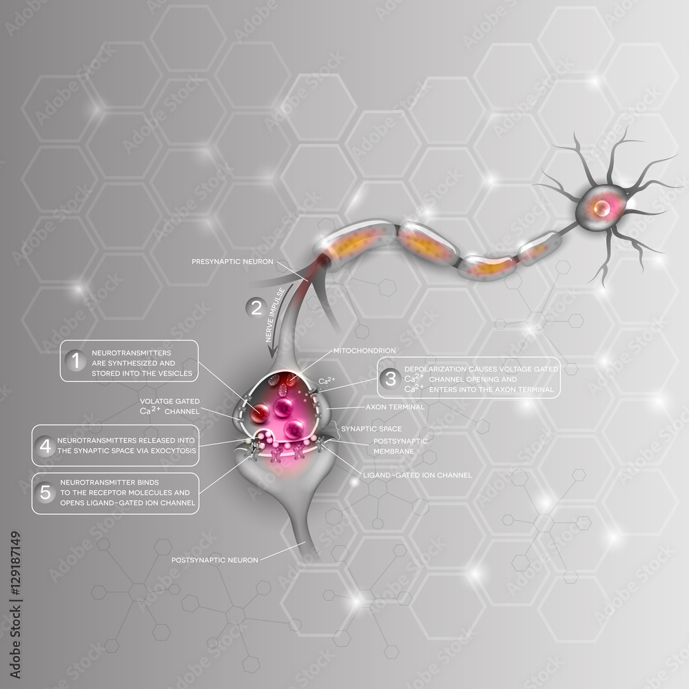 Synapse detailed anatomy, beautiful colorful illustration. Neuron ...