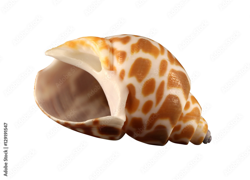 Spotted conch of gastropoda mollusk cockleshell isolated by pen. 스톡 사진 ...