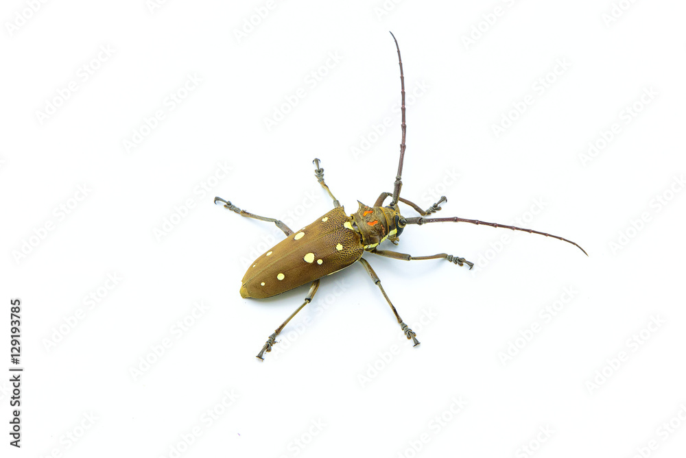 Long-horned Beetle (Dorysthenes walkeri Waterhouse) and wings with ...