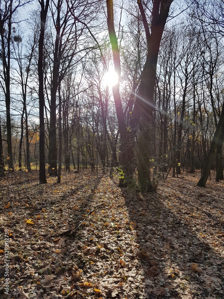 Las jesienią Stock Photo | Adobe Stock