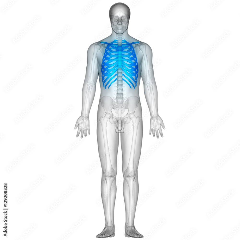 Human Skeleton Ribs with vertebral column Anatomy Stock Illustration ...