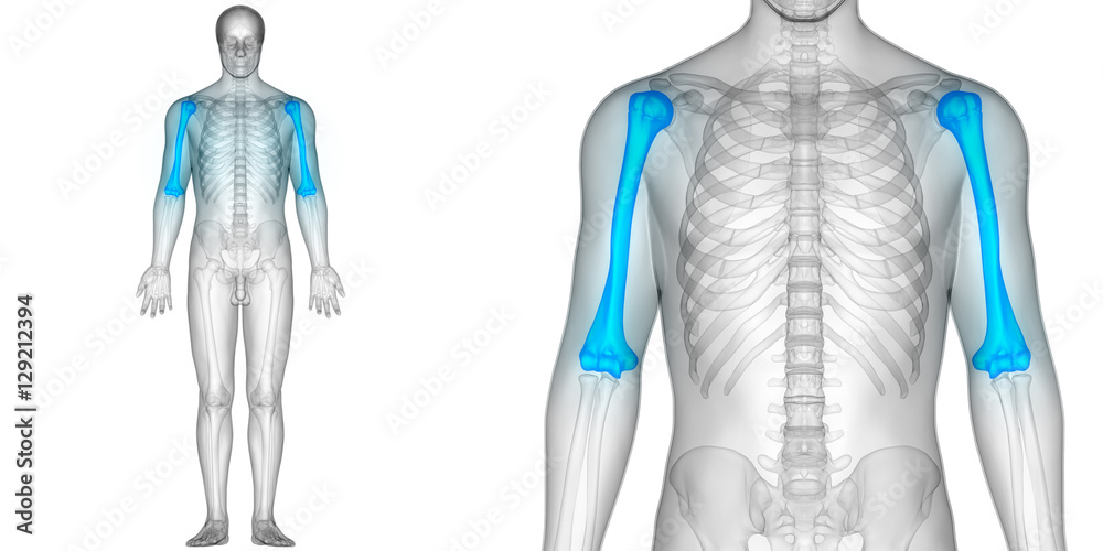 Body Of Humerus