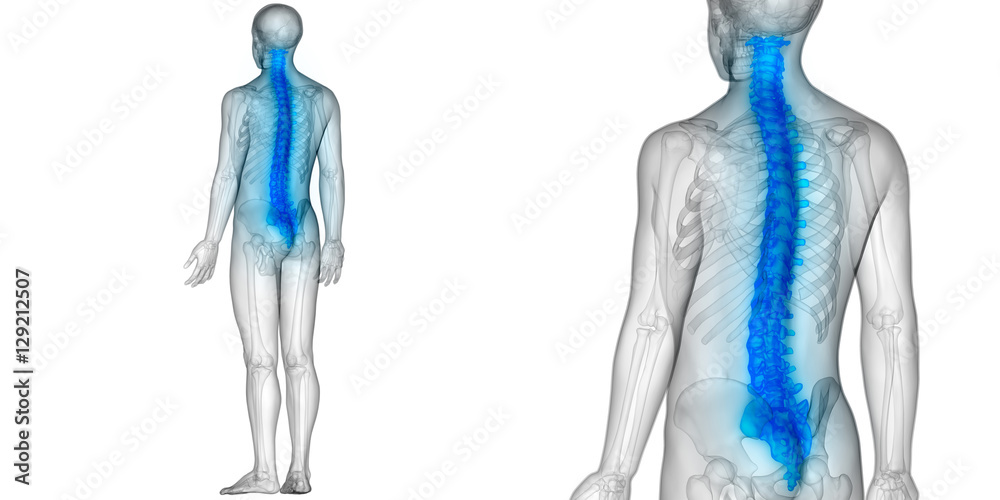 Spinal cord a Part of Human Skeleton Anatomy Stock Illustration | Adobe ...