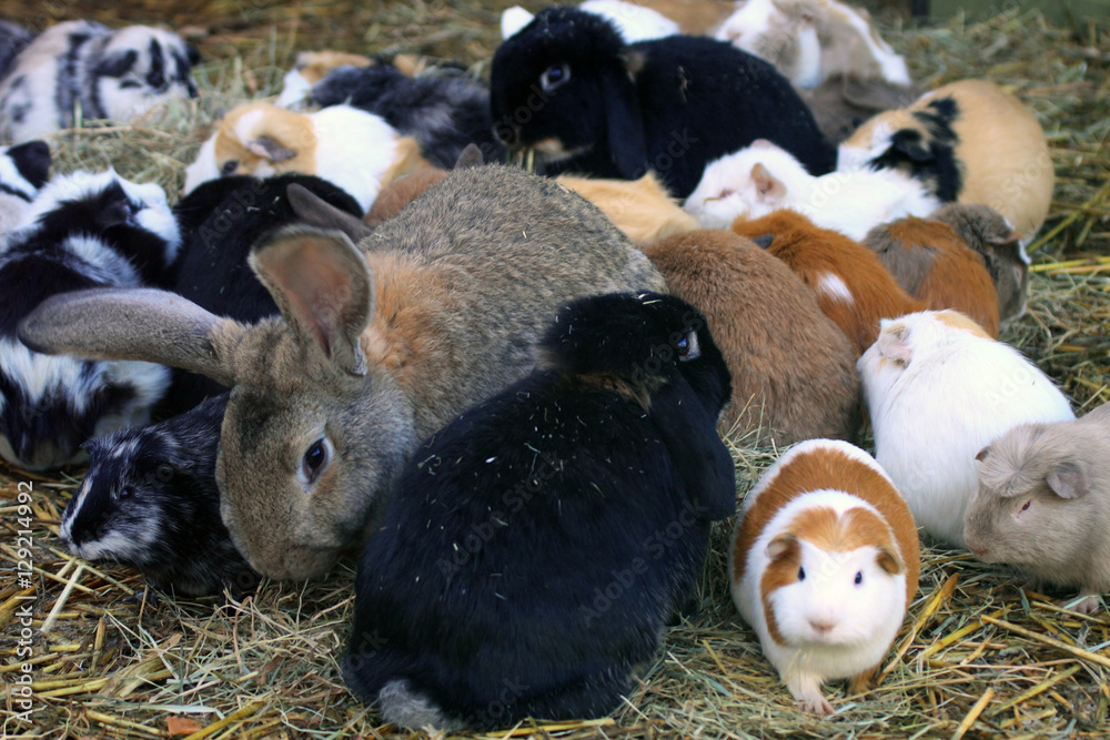 Guinea pigs and rabbits can be good together Stock Photo | Adobe Stock