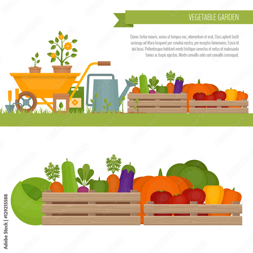 Vegetable Garden Vector