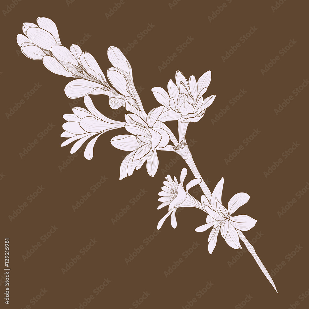 Tuberose vector Image medicinal, perfumery and cosmetic plants ...