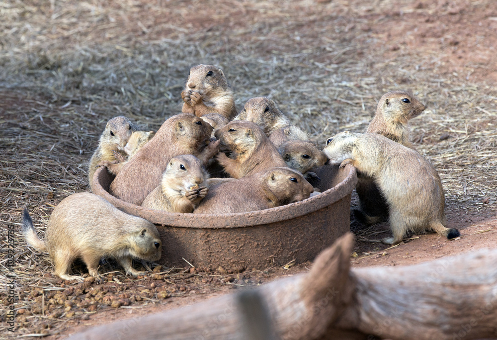 group of prairie dogs, South Dakota Stock Photo | Adobe Stock