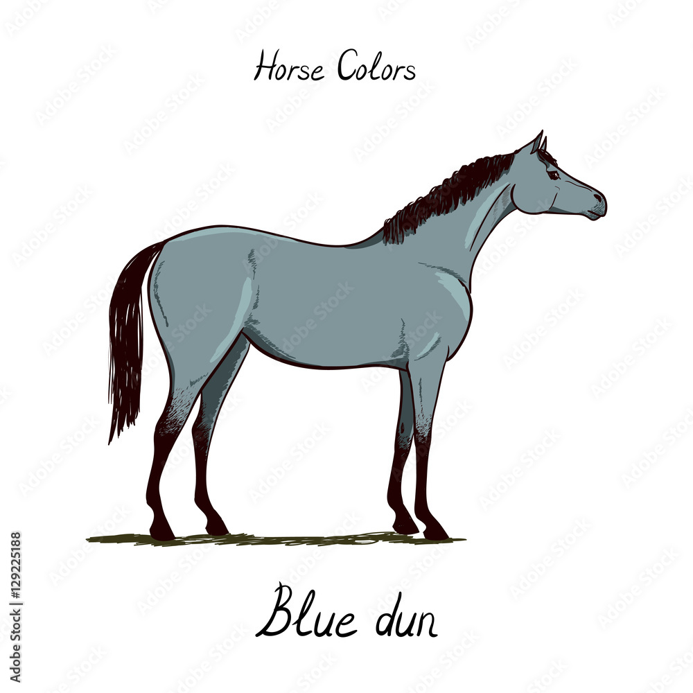 Horse color chart on white. Equine blue-dun coat color with text ...