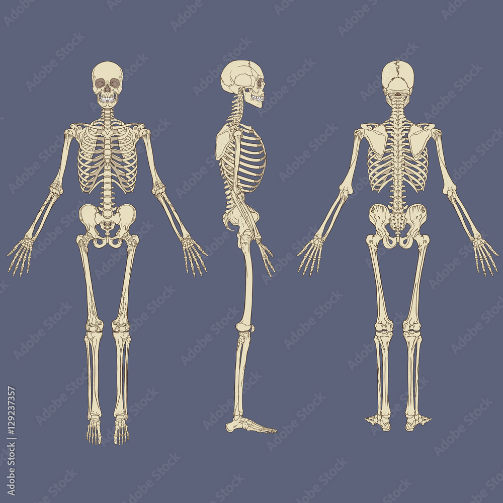 Human Skeleton Chart Vector Stock Vector | Adobe Stock