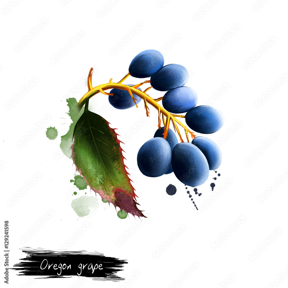 Oregon grape illustration isolated on white. Mahonia aquifolium. Oregon ...