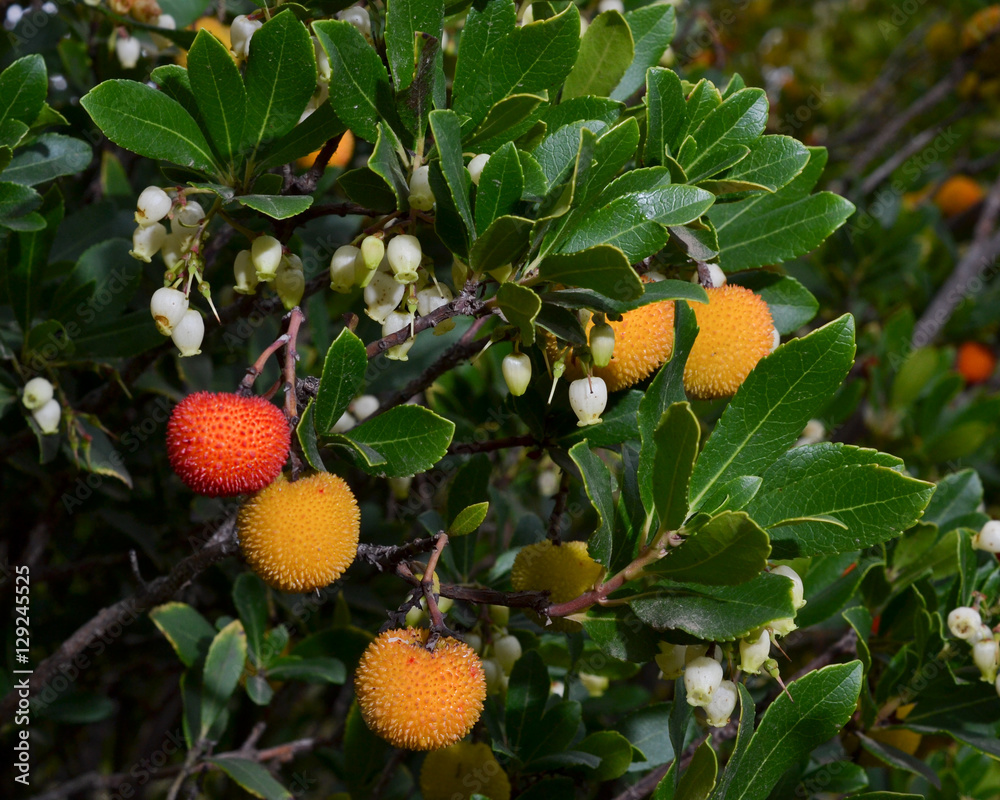 Arbutus unedo (strawberry tree) fruits, leaves and flowers on the tree ...