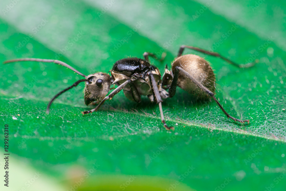 Male Worker Golden Weaver Ant (Polyrhachis dives) with three Ocelli ...