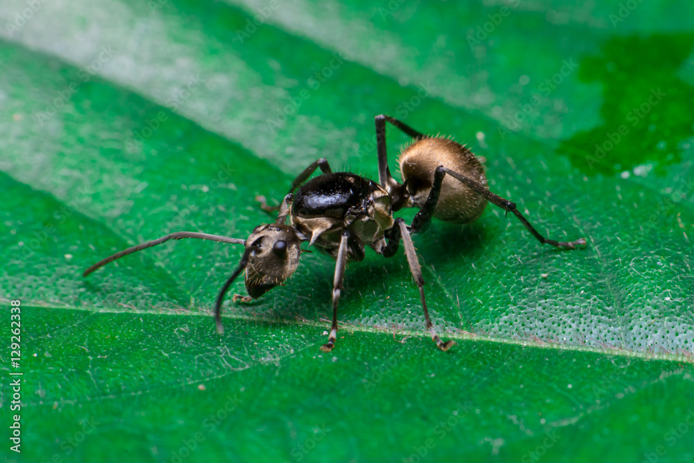 Male Worker Golden Weaver Ant (Polyrhachis dives) with three Ocelli ...