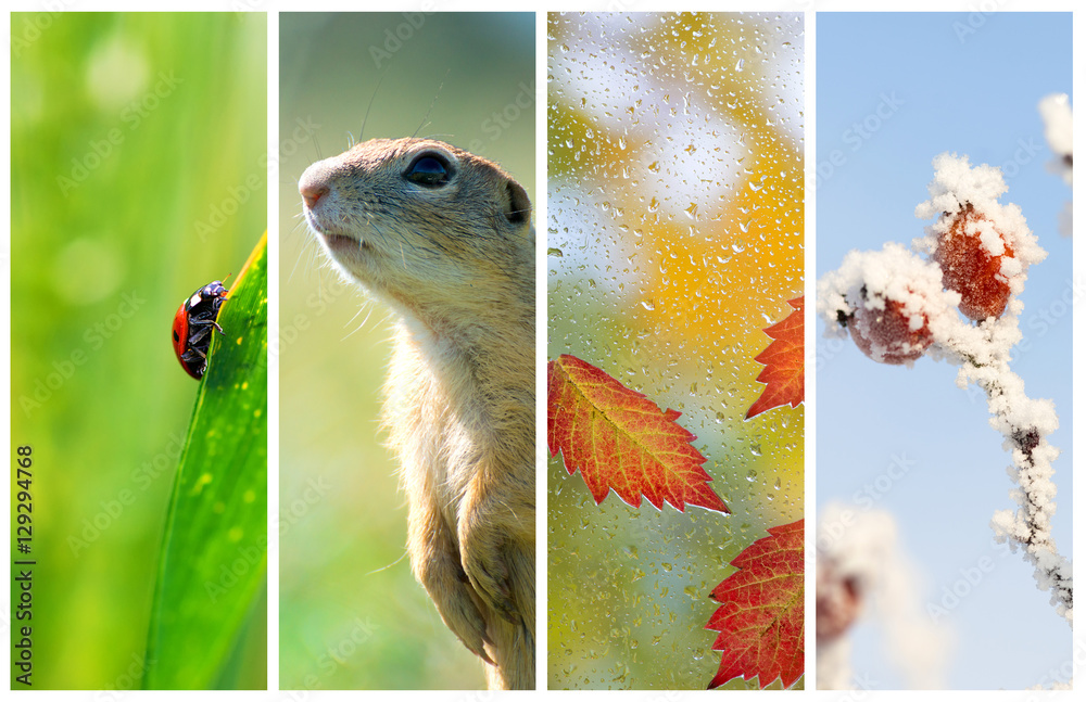 Different seasons of the year - several photos of beautiful nature ...