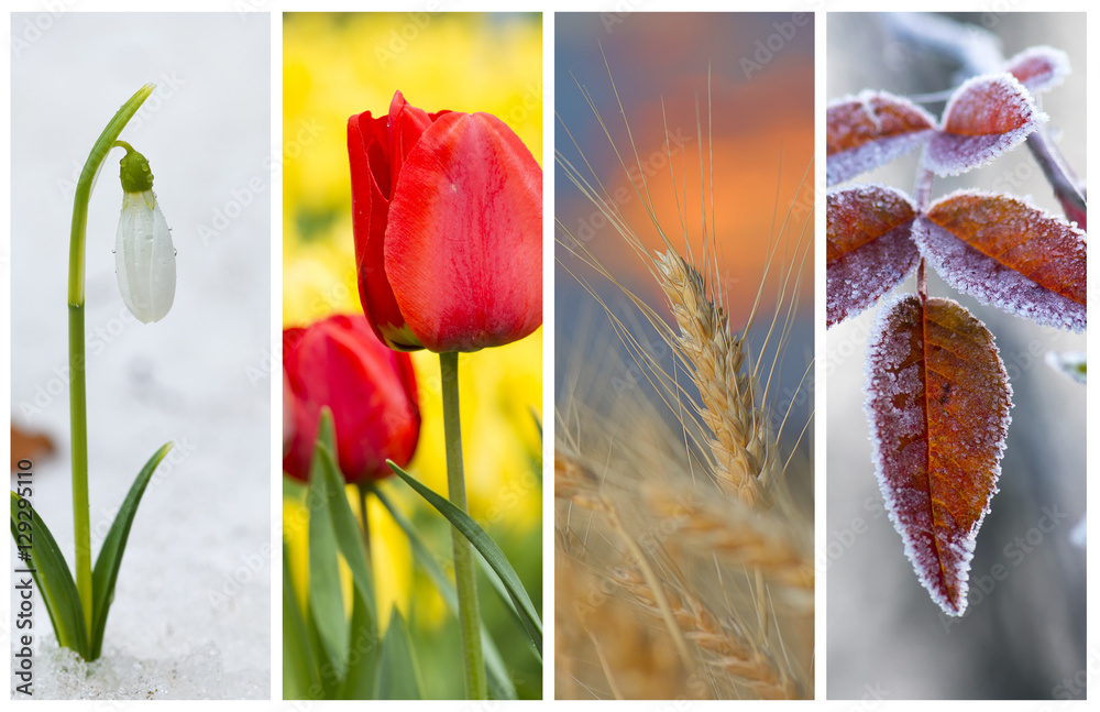 Different seasons of the year - several photos of beautiful nature ...