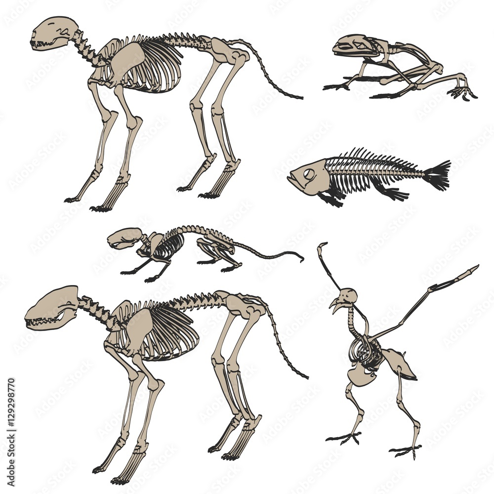 2d cartoon illustration of animal skeletons Stock Illustration | Adobe ...