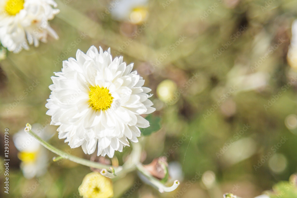 White Chrysanthemum Indicum