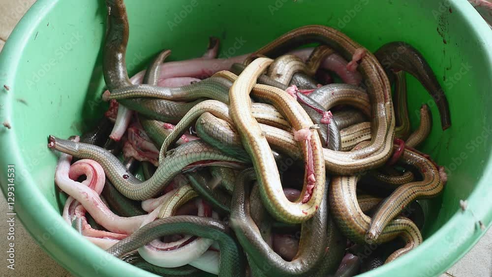 Close-up of snakes captured and bunched up in a plastic bucket and ...