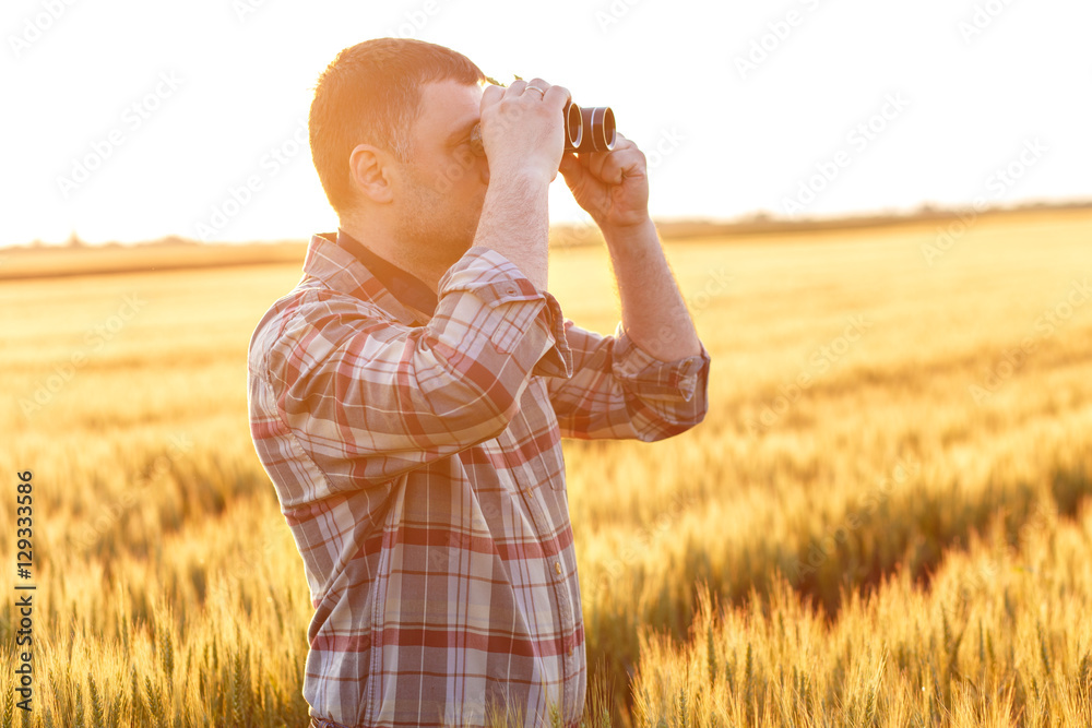 Farmer in a field examining wheat crop. He looking through binoculars ...