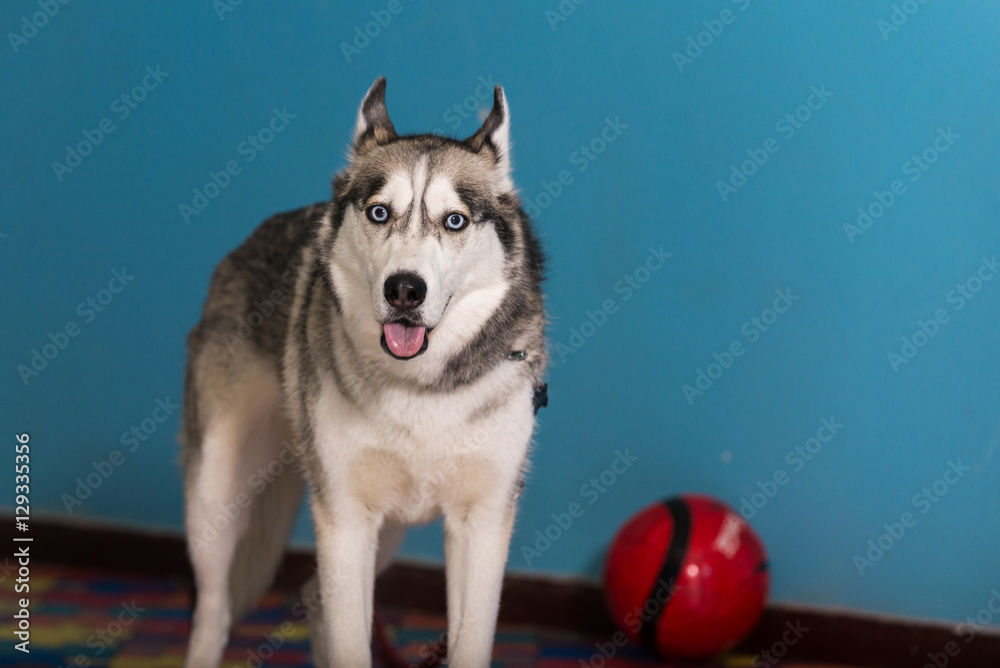 Siberian Husky poses in studio Stock Photo | Adobe Stock