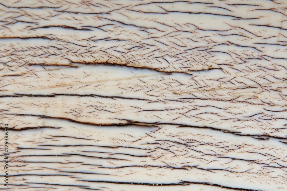 Elephant Ivory Background - Texture of Iconic Materials in Nature Stock ...