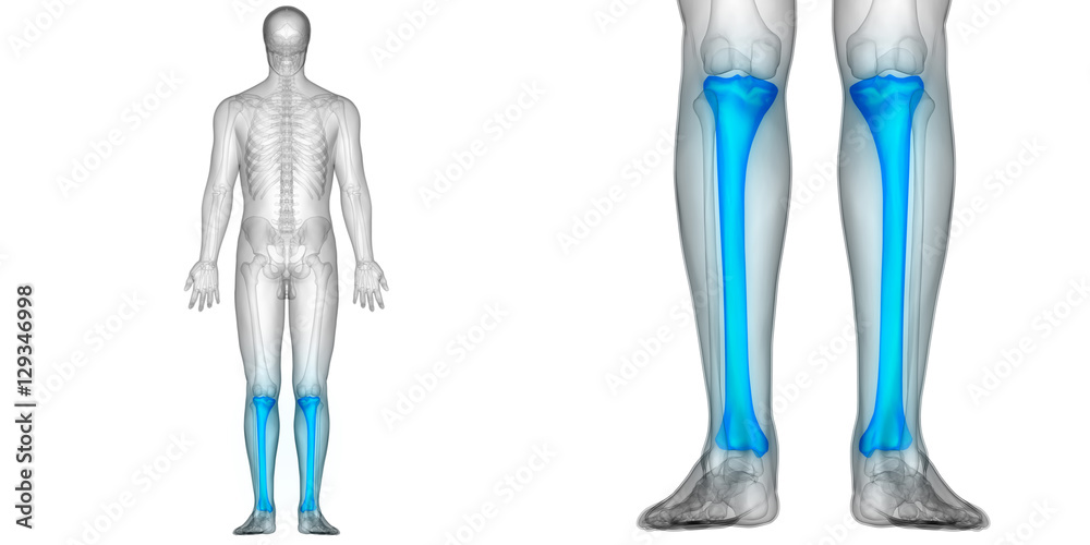 Human Body Bone Joint Pains (Tibia joints Posterior view) Stock ...