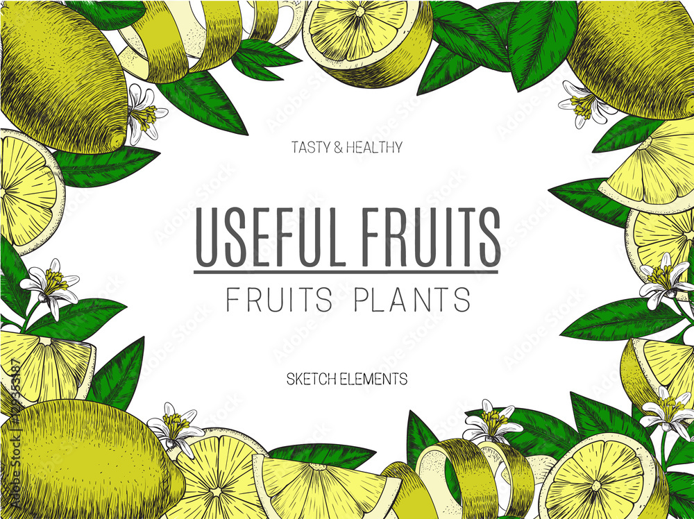 Vector design lemon with ink hand drawn. Whole,sliced pieces half, leave sketch. Fruit engraved ...